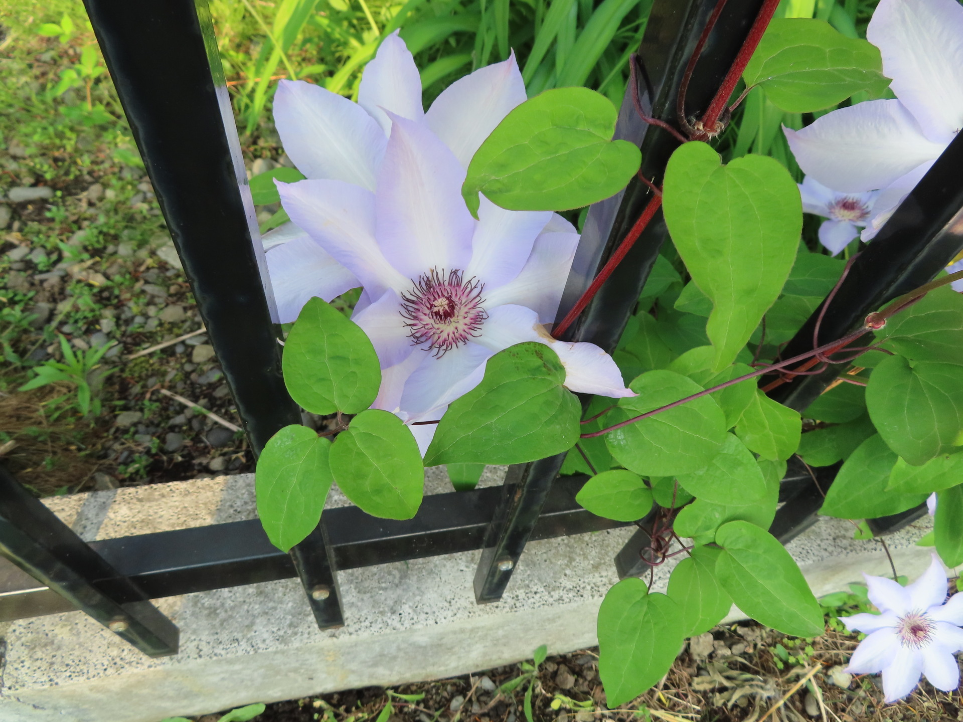 6/13 室内気温28度蒸し暑く感じます。: 夕焼け爺の気ままな日記