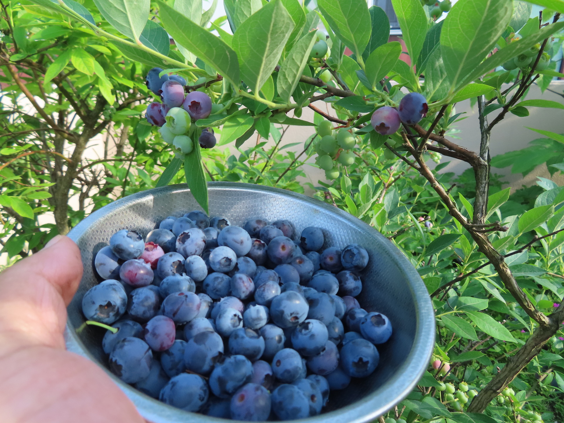 7/3 連呼、連呼・・今日も暑いです。: 夕焼け爺の気ままな日記